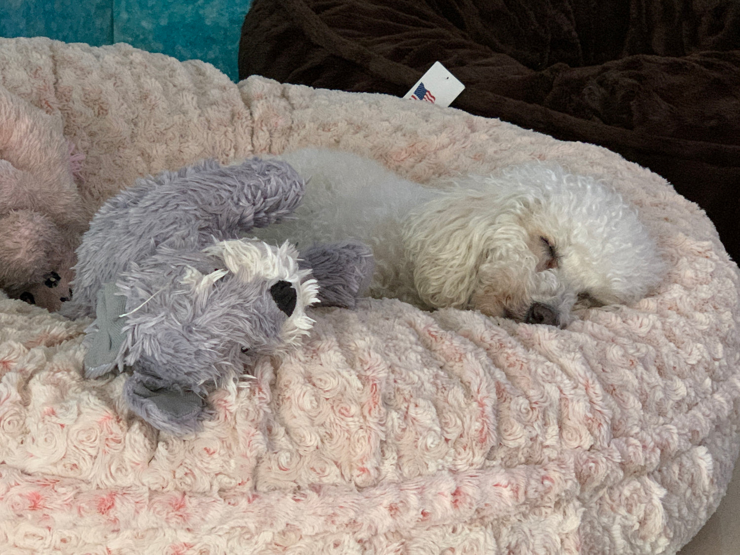 Comparing Different Types of Dog Bed Fillings: Foam, Memory Foam, and ...